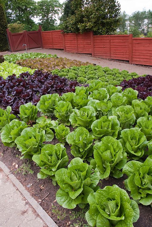 9 Secrets to planting and growing lettuce in your garden | My desired home