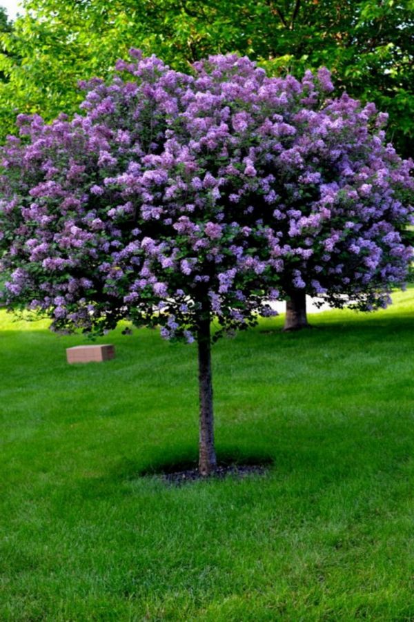The most beautiful trees for a truly spectacular yard and garden | My ...