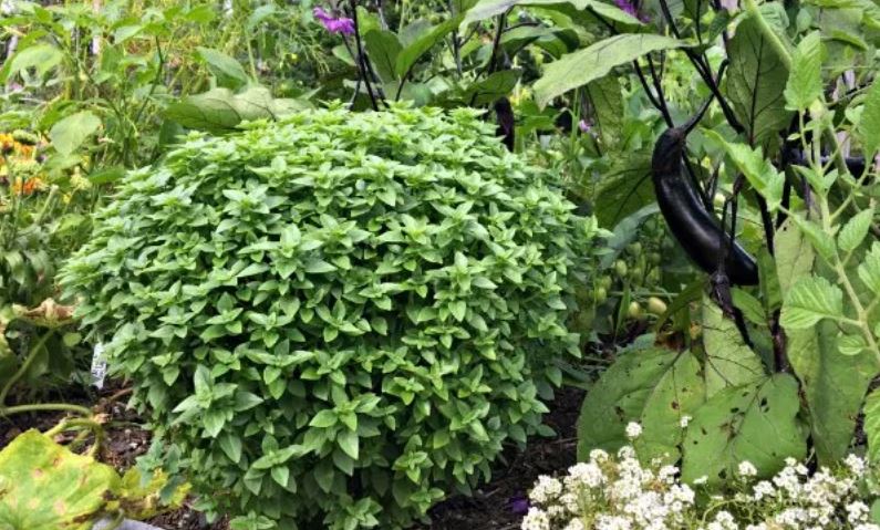 Basil: a wonderful plant with a fantastic aroma and beneficial ...