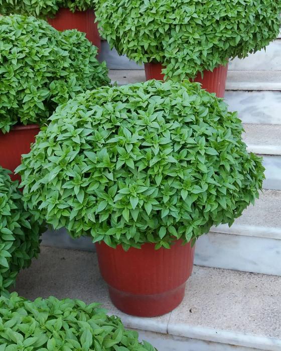 Basil: a wonderful plant with a fantastic aroma and beneficial ...