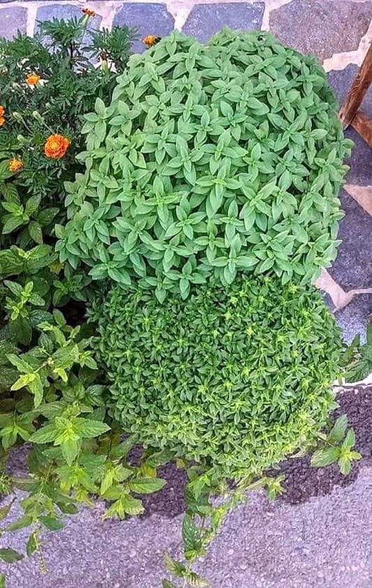 Basil: a wonderful plant with a fantastic aroma and beneficial ...