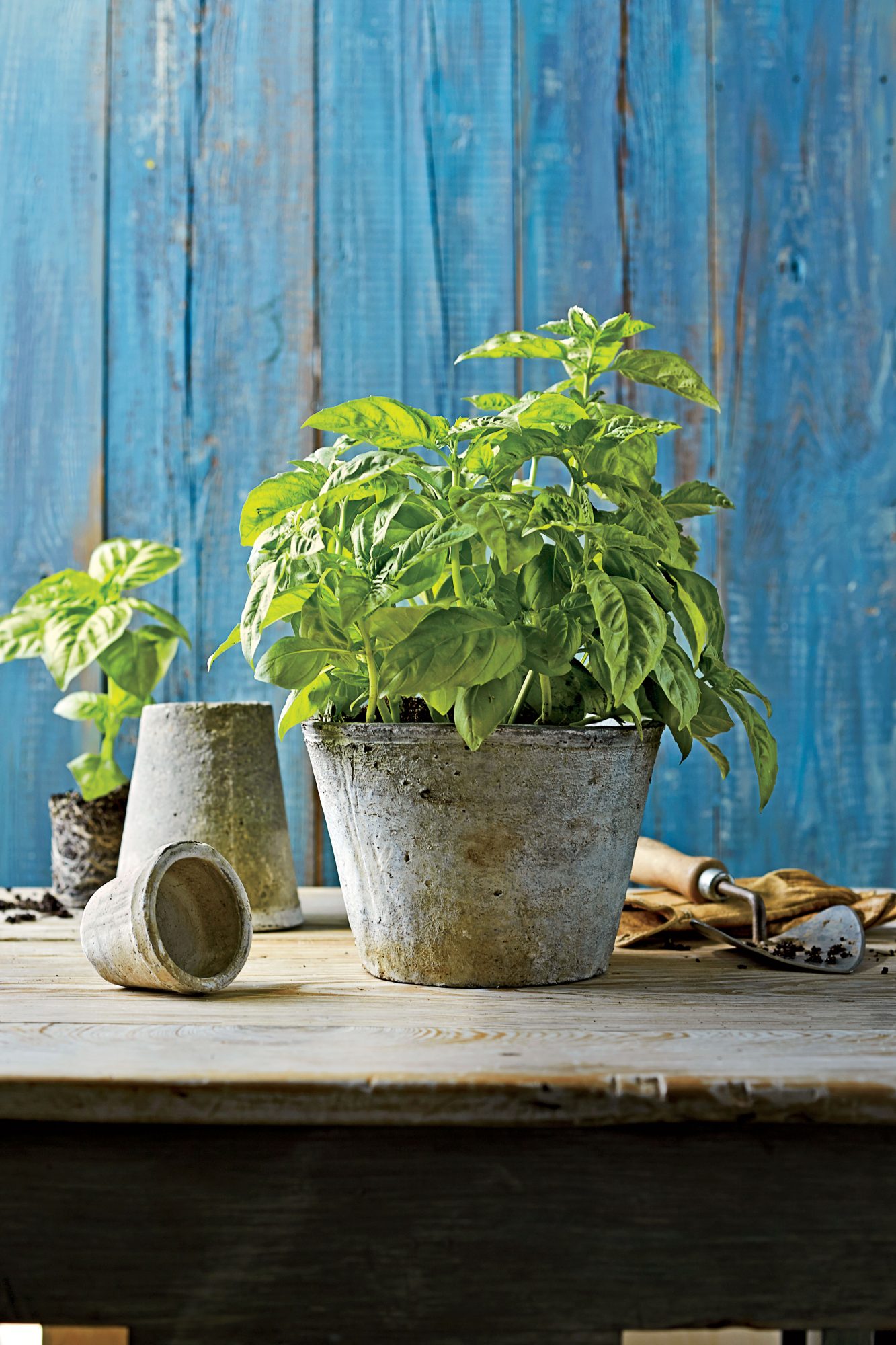 Basil: a wonderful plant with a fantastic aroma and beneficial ...