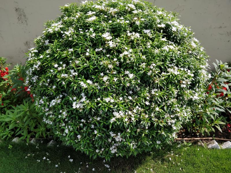Jasmine Sambac The Arabic Jasmine With The Wonderful Aroma In Your