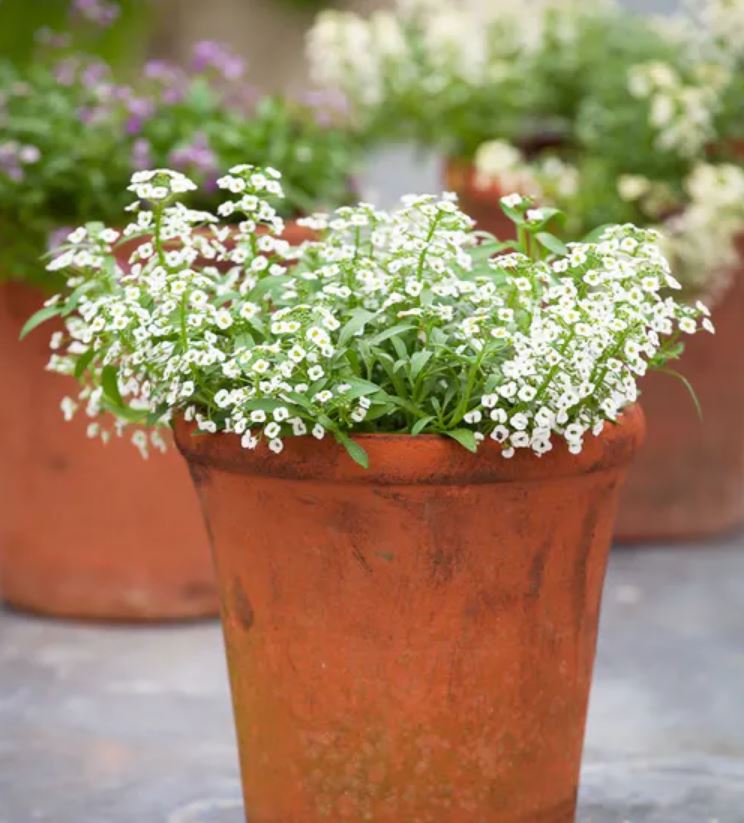 Alyssum a flower with a honey aroma ideal for your balcony and garden ...