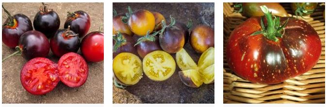 Blue tomatoes, or anto-tomatoes in your garden - exotic and very ...