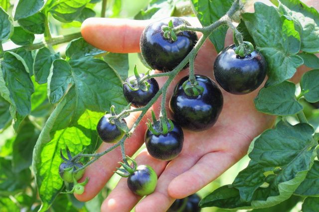 Blue tomatoes, or anto-tomatoes in your garden - exotic and very ...