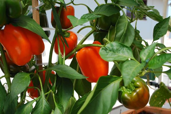 How to grow bell peppers in a pot | My desired home