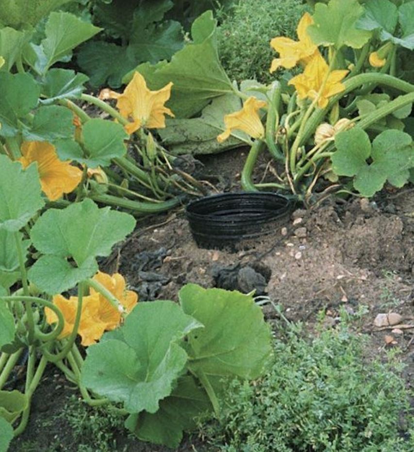 5 secrets to growing delicious zucchini on the balcony or in your ...
