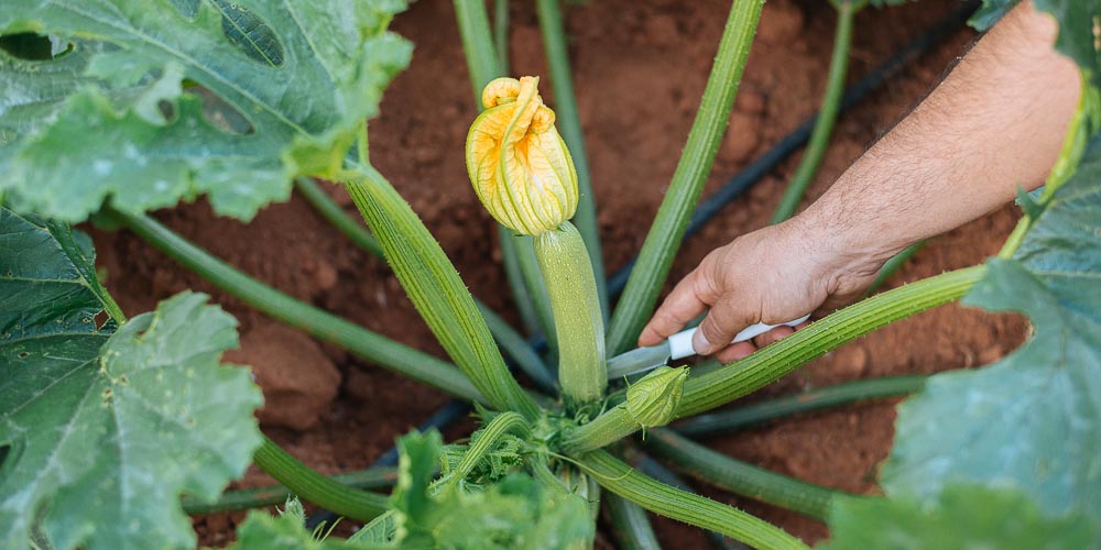 5 secrets to growing delicious zucchini on the balcony or in your ...