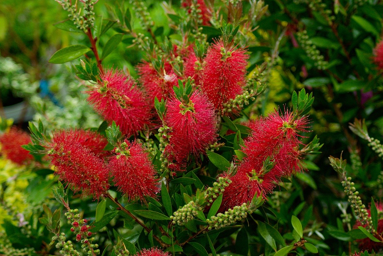 Callistemon an amazing plant for your garden | My desired home
