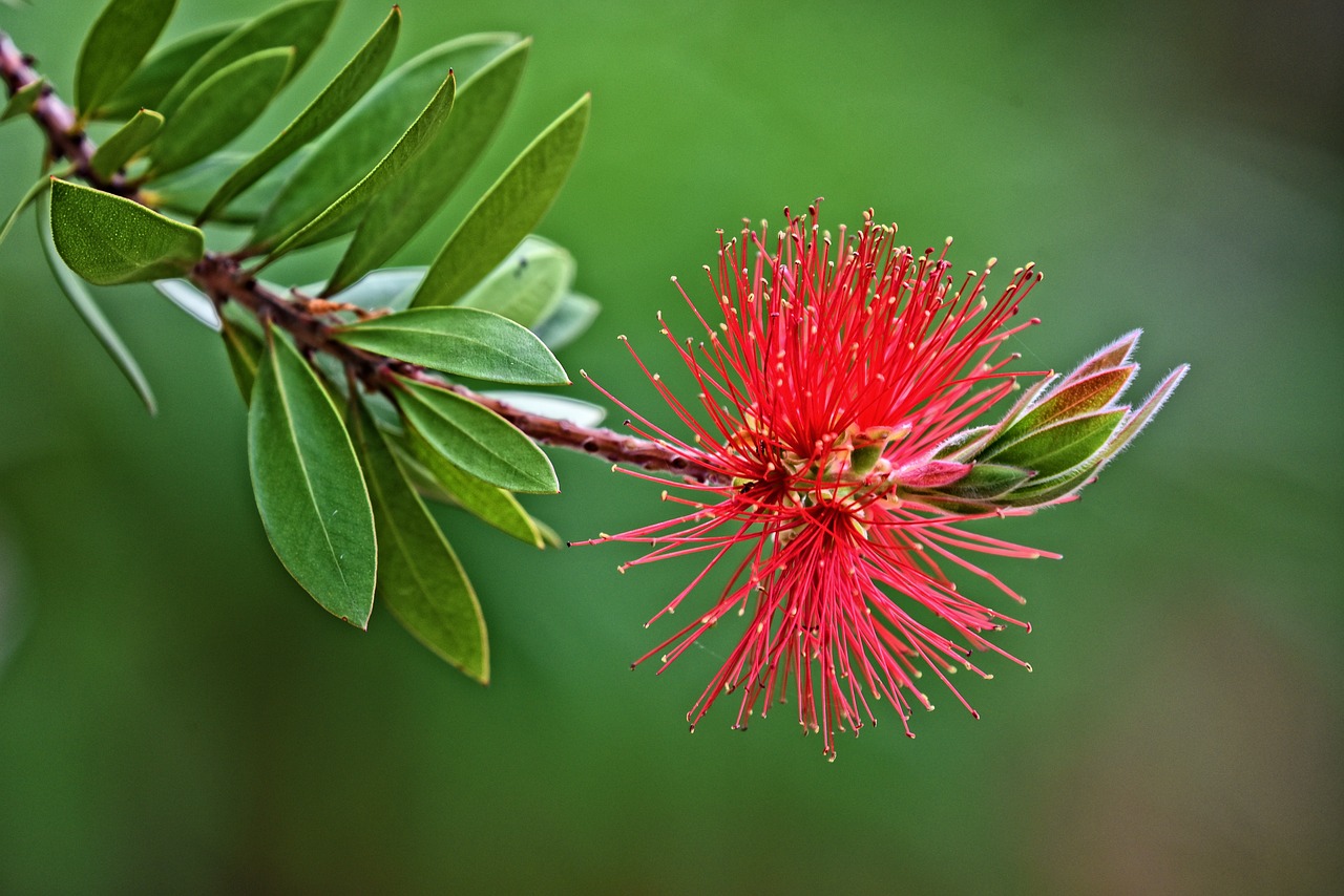 Callistemon an amazing plant for your garden | My desired home