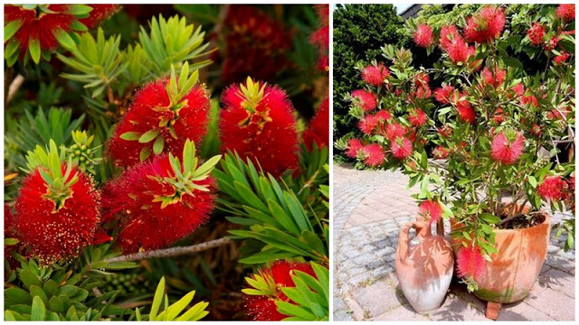 Callistemon an amazing plant for your garden | My desired home