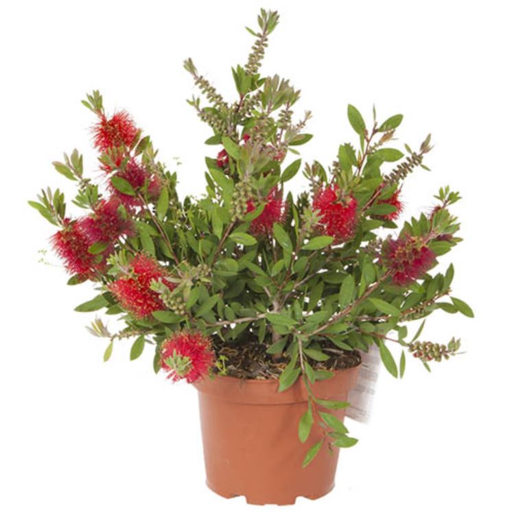 Callistemon an amazing plant for your garden | My desired home