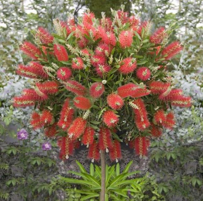 Callistemon an amazing plant for your garden | My desired home