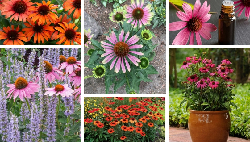 Echinacea plant - a beautiful feast for the eyes with an immune ...