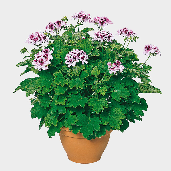 Pelargonium graveolens: a plant with aromatic & healing properties on ...