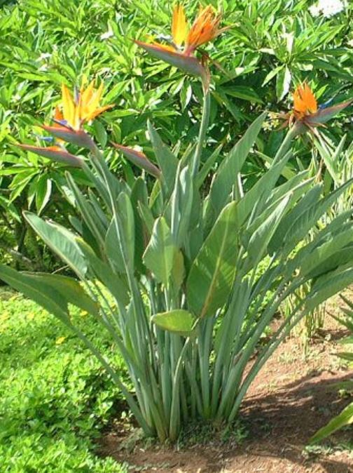 Strelitzia - The bird of Paradise in your yard and garden | My desired home