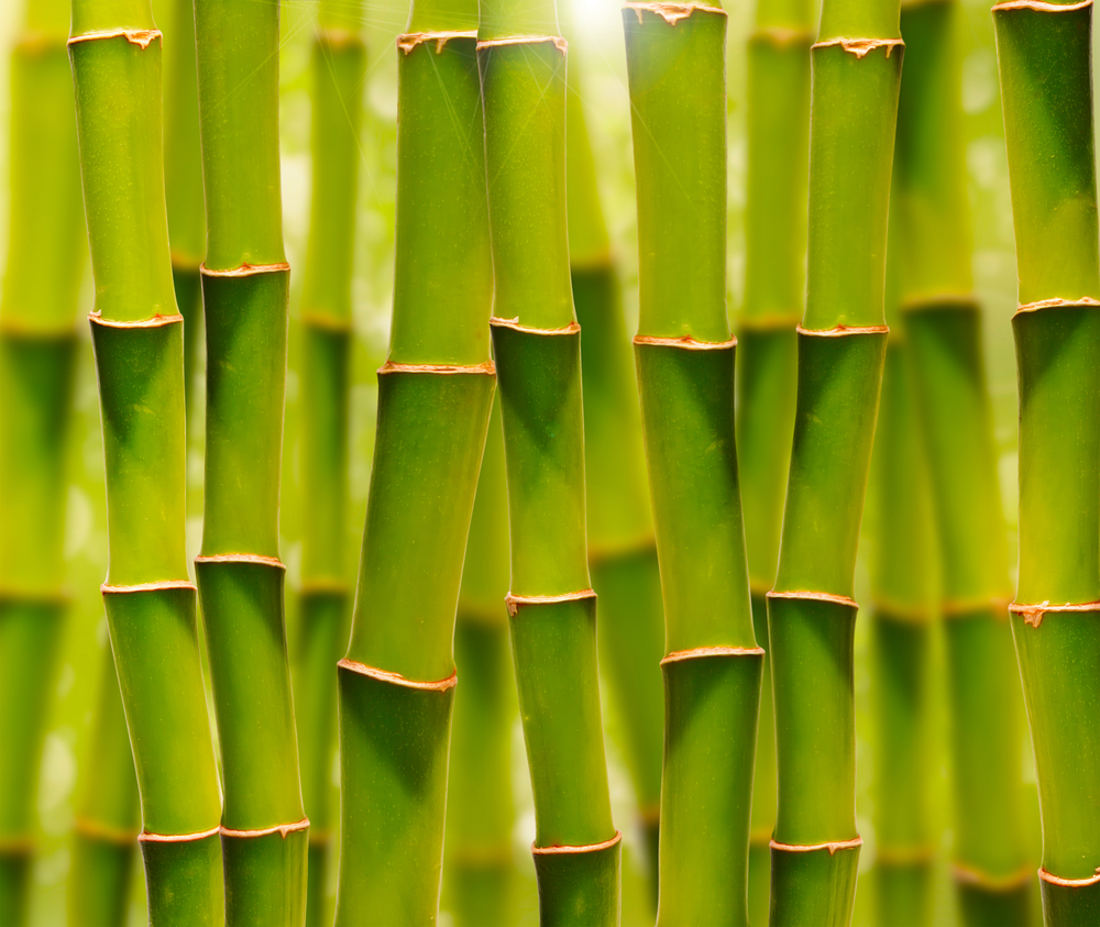 Bamboo: the new trend for your garden | My desired home