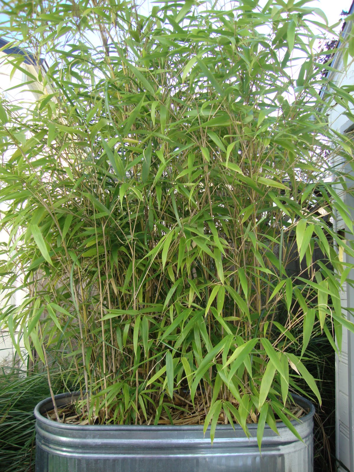 Bamboo: the new trend for your garden | My desired home