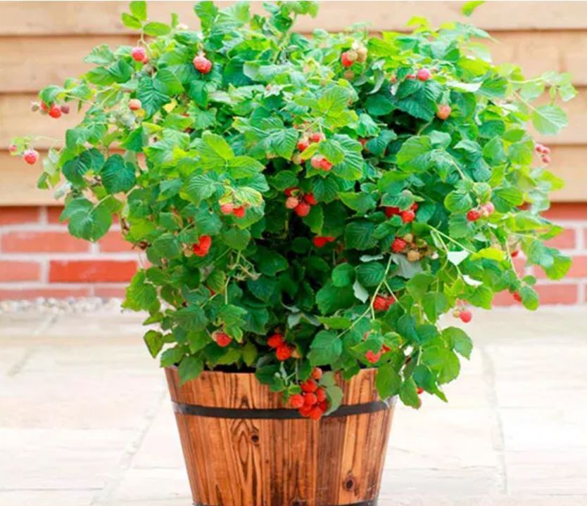 Secrets for growing Raspberries in a pot or your garden | My desired home