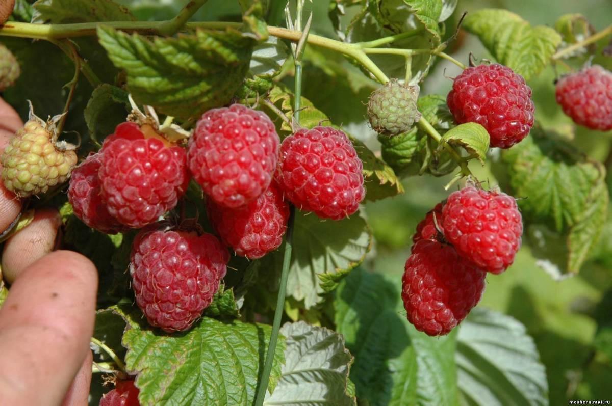 Secrets for growing Raspberries in a pot or your garden | My desired home