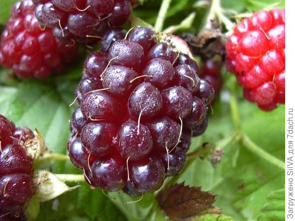 Secrets for growing Raspberries in a pot or your garden | My desired home