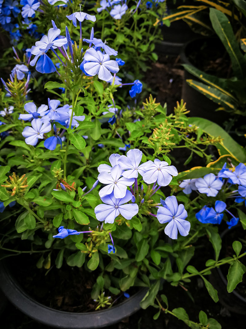 Meet plumbago, the blue jasmine for your yard and garden | My desired home