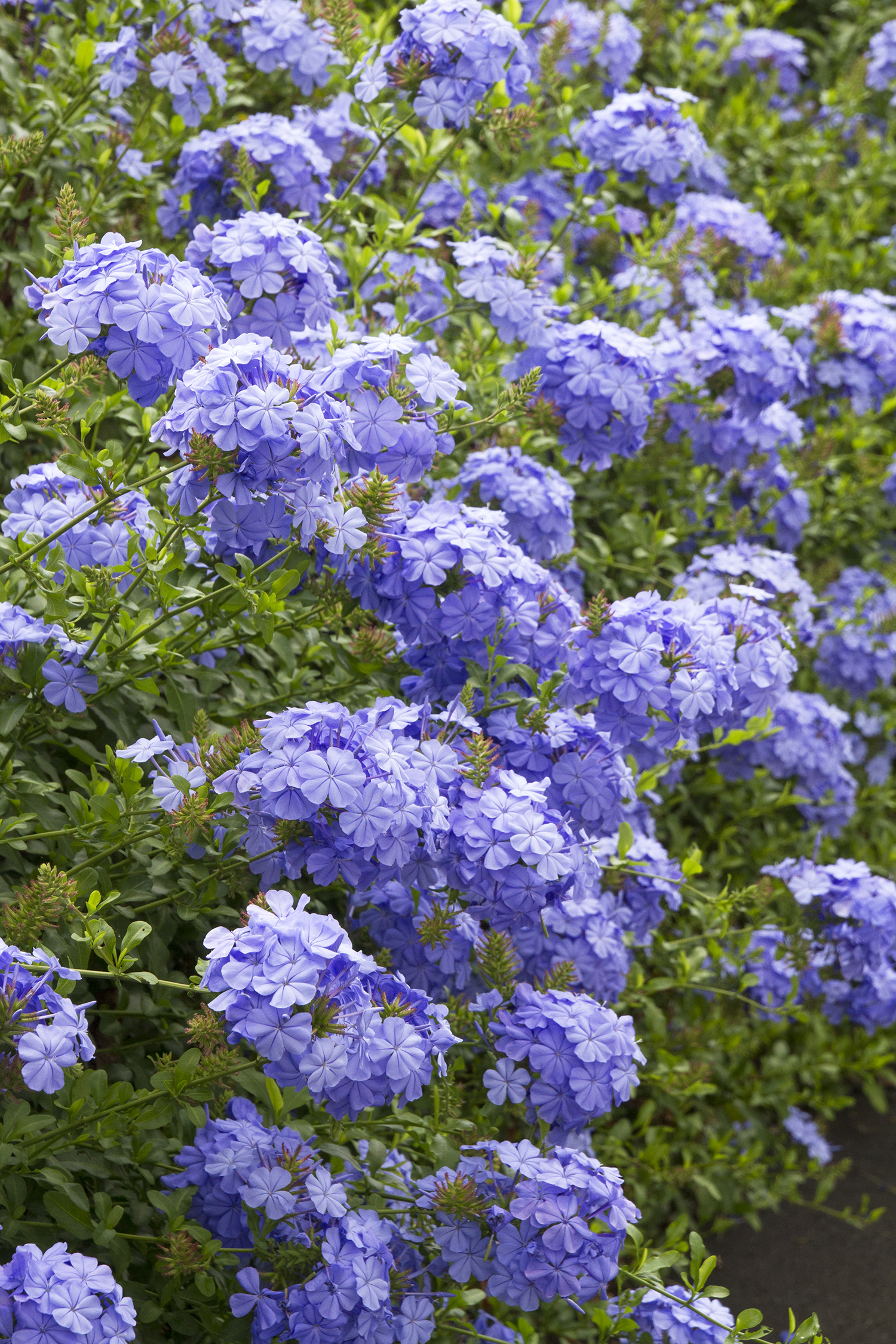 Meet plumbago, the blue jasmine for your yard and garden | My desired home