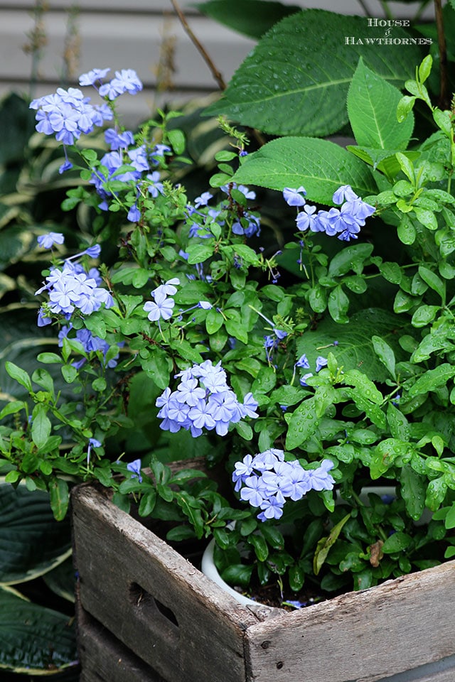 Meet plumbago, the blue jasmine for your yard and garden | My desired home