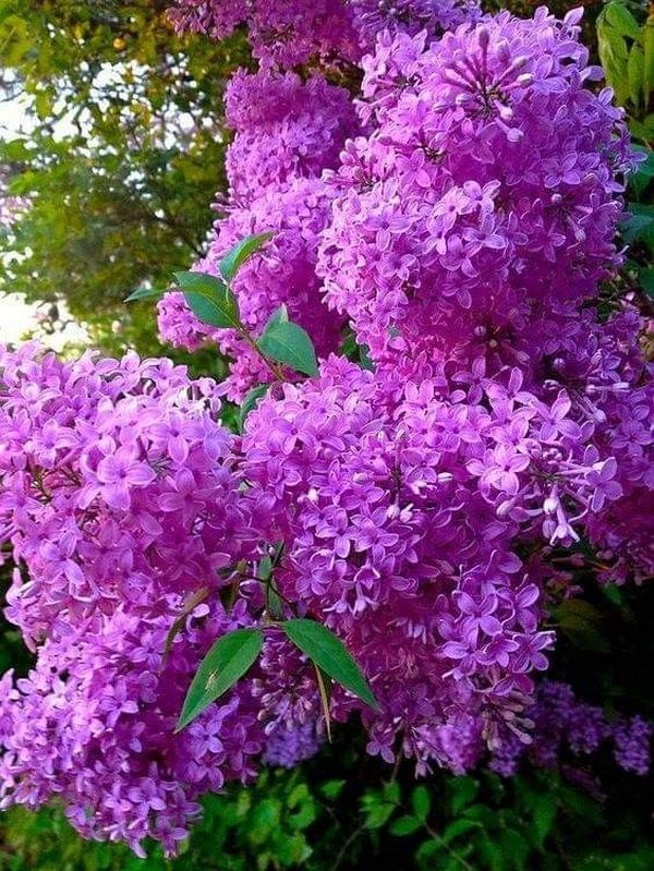 22 Fantastic garden decorations for those who love the purple color ...