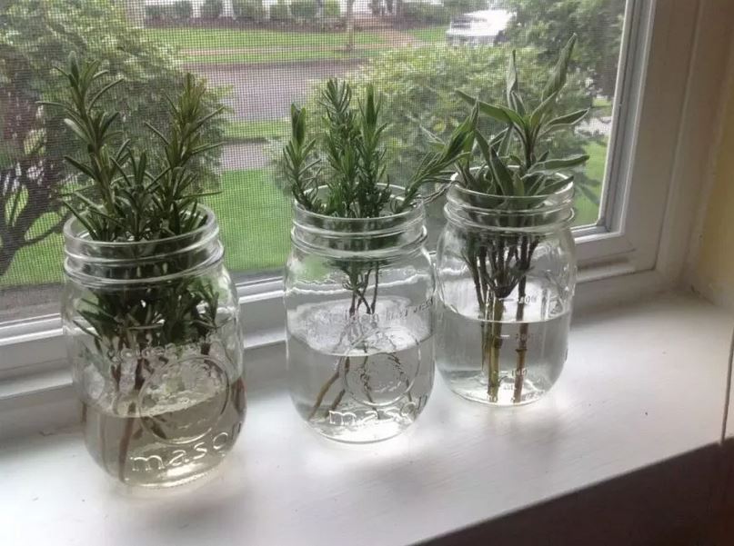 7 secrets for planting and cultivating rosemary in pots and your garden ...