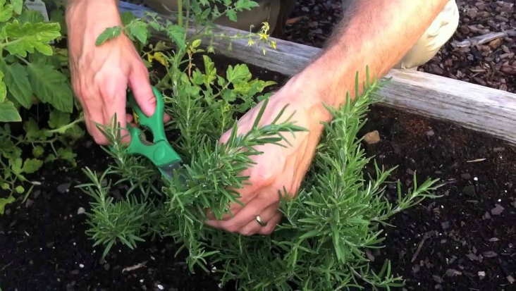 7 secrets for planting and cultivating rosemary in pots and your garden ...