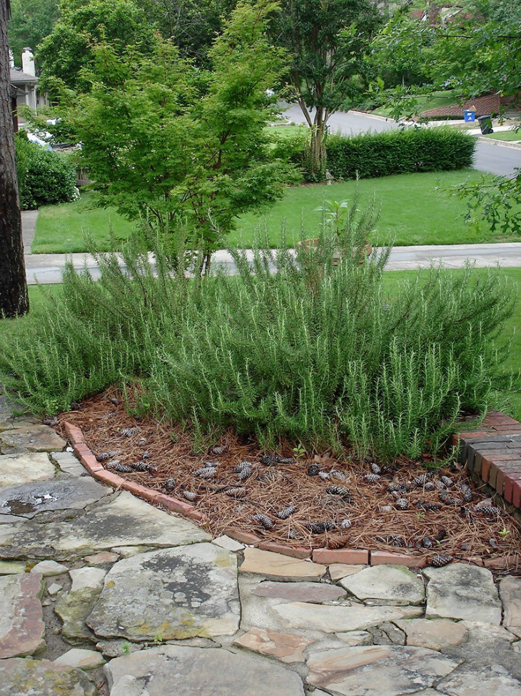 7 secrets for planting and cultivating rosemary in pots and your garden ...