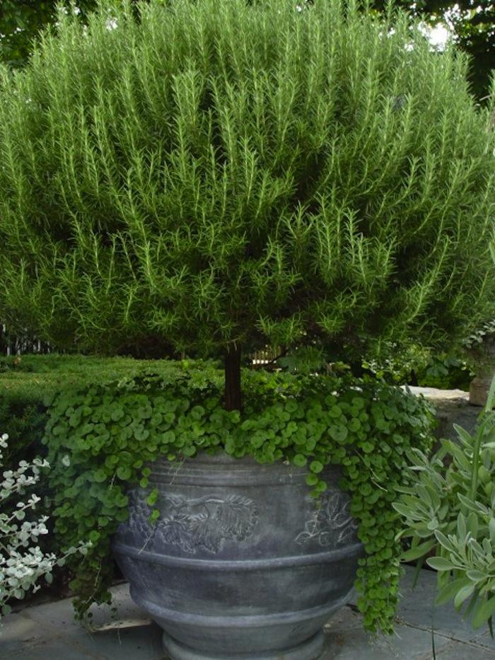 7 secrets for planting and cultivating rosemary in pots and your garden ...