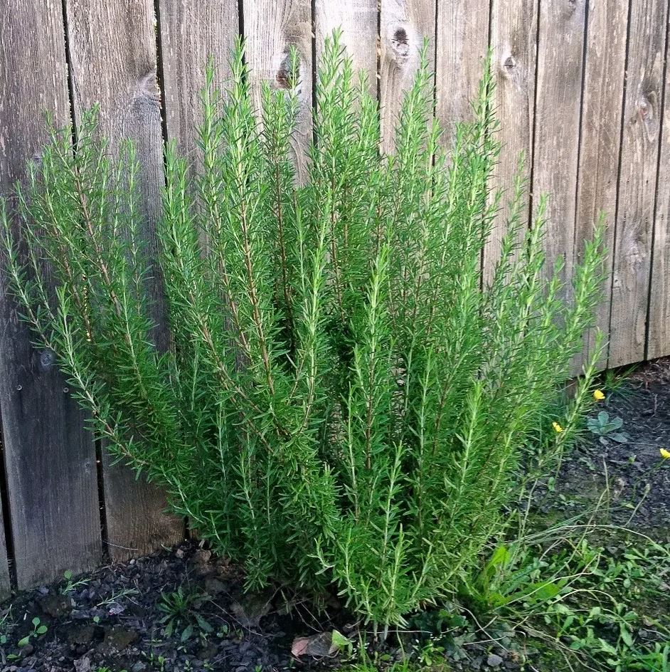 7 secrets for planting and cultivating rosemary in pots and your garden ...