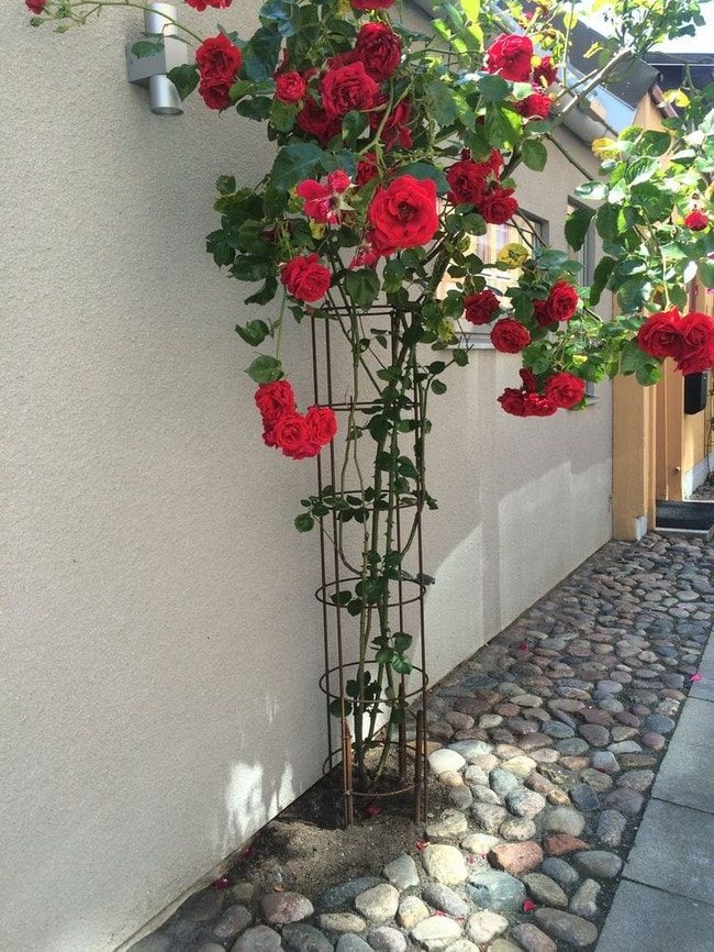 Genuine DIY supports for flowers that will boost your yard or garden ...