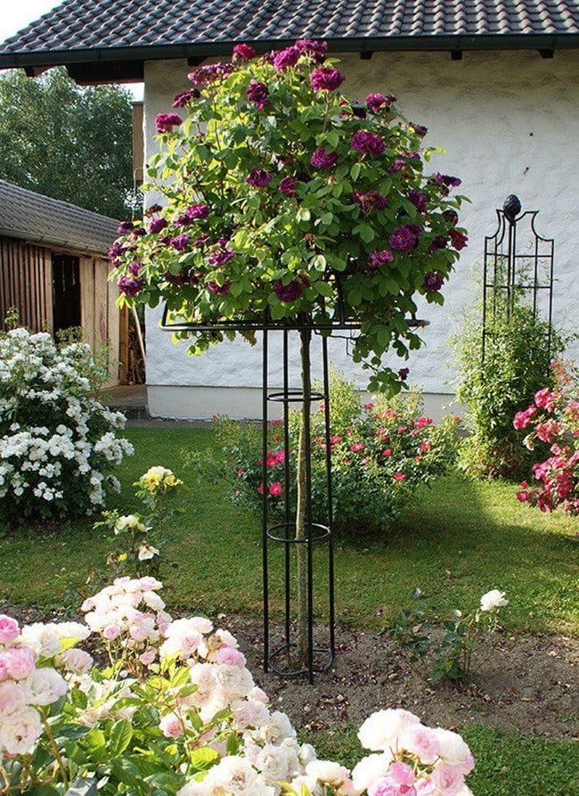 Genuine DIY supports for flowers that will boost your yard or garden ...