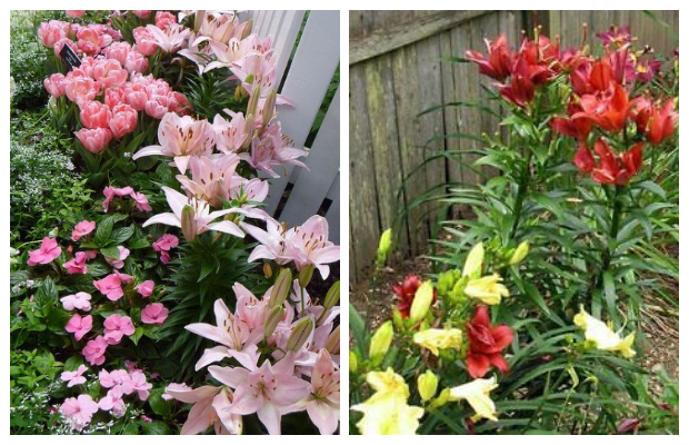Lilium an impressive flower for your yard or garden | My desired home