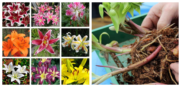 Lilium an impressive flower for your yard or garden | My desired home