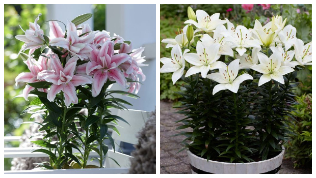 Lilium an impressive flower for your yard or garden | My desired home