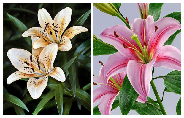 Lilium an impressive flower for your yard or garden | My desired home