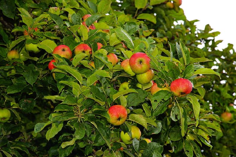 Easy Fruit Trees to Add to Your Garden | My desired home