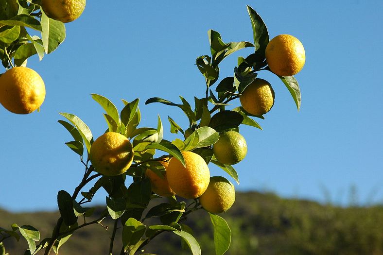 Easy Fruit Trees to Add to Your Garden | My desired home