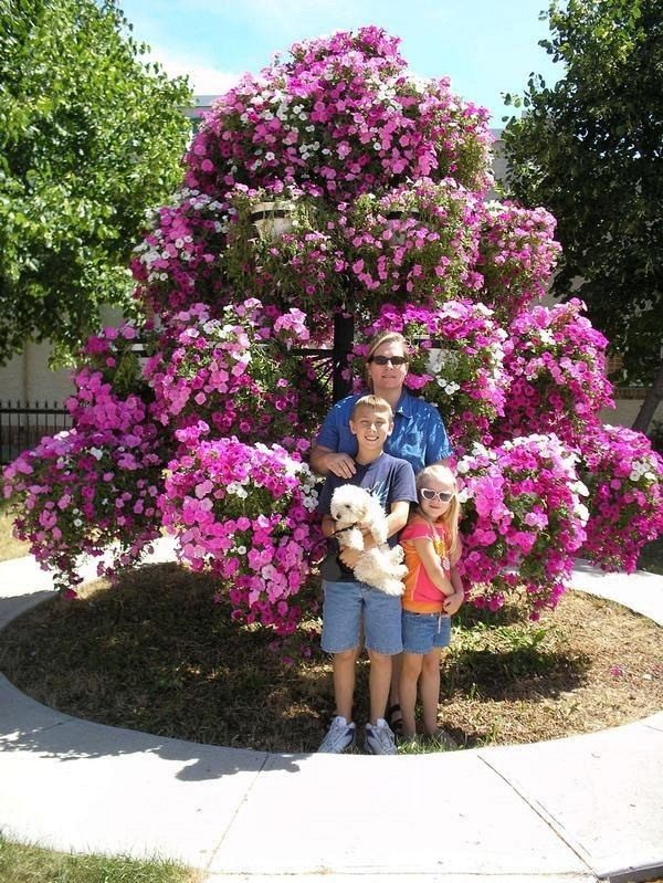 Not just petunia, but a whole tree - Beautiful design ideas for your ...
