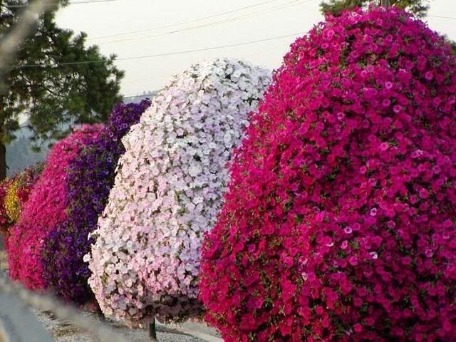 Not just petunia, but a whole tree - Beautiful design ideas for your ...