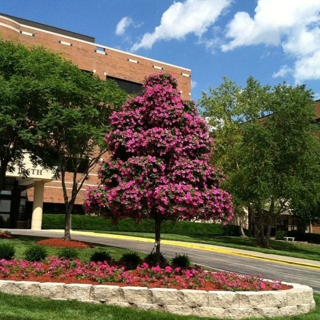 Not just petunia, but a whole tree - Beautiful design ideas for your ...