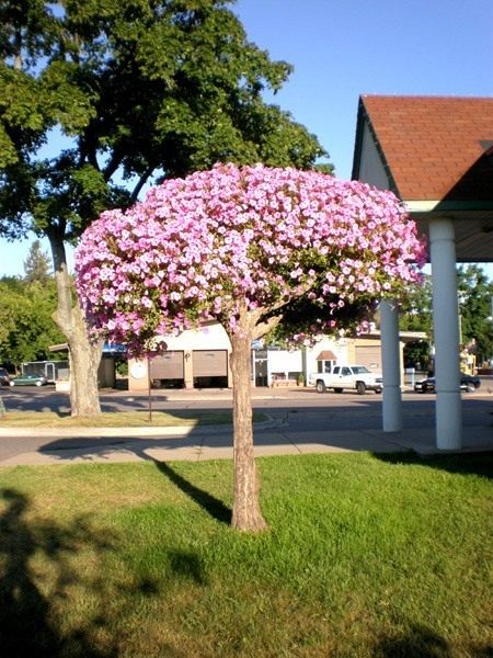Not just petunia, but a whole tree - Beautiful design ideas for your ...