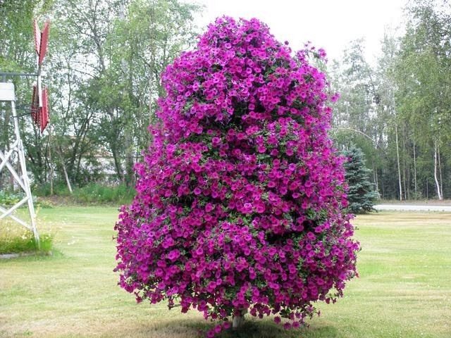 Not just petunia, but a whole tree - Beautiful design ideas for your ...
