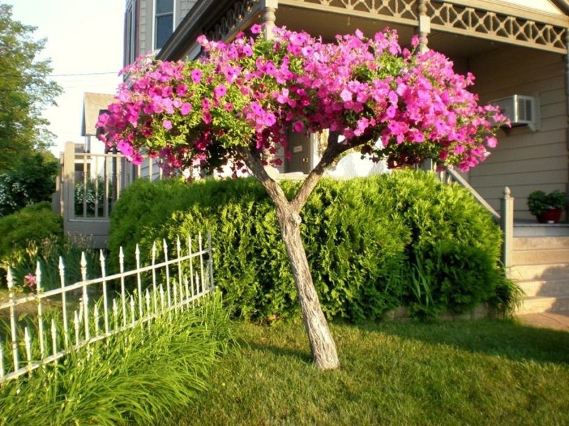 Not just petunia, but a whole tree - Beautiful design ideas for your ...