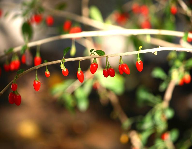 Goji berry, how to cultivate it in a garden or a pot | My desired home